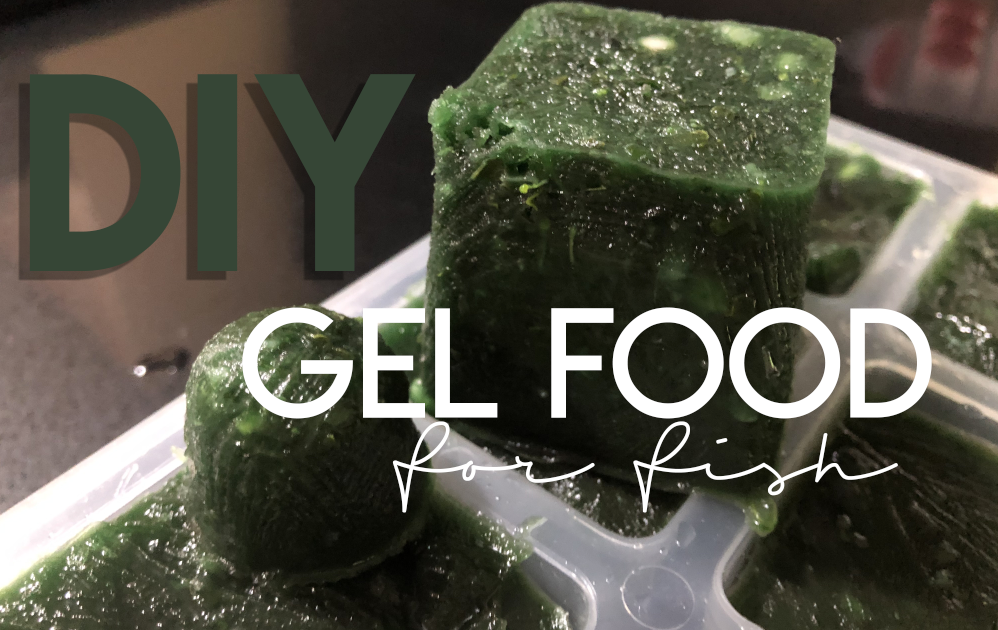DIY Fish Gel Food