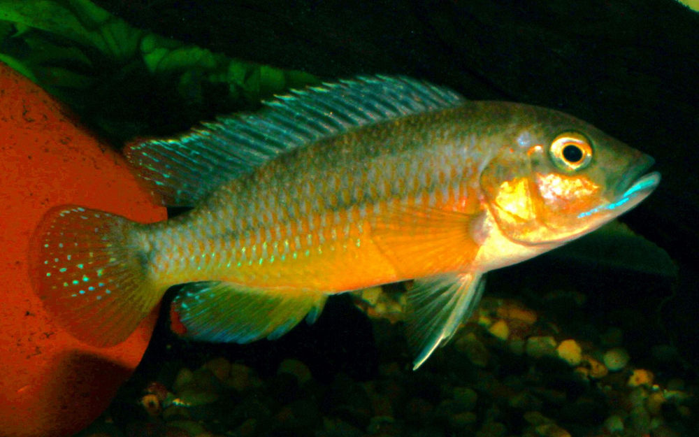 New Fish available this weekend at the CCA | Potomac Valley Aquar