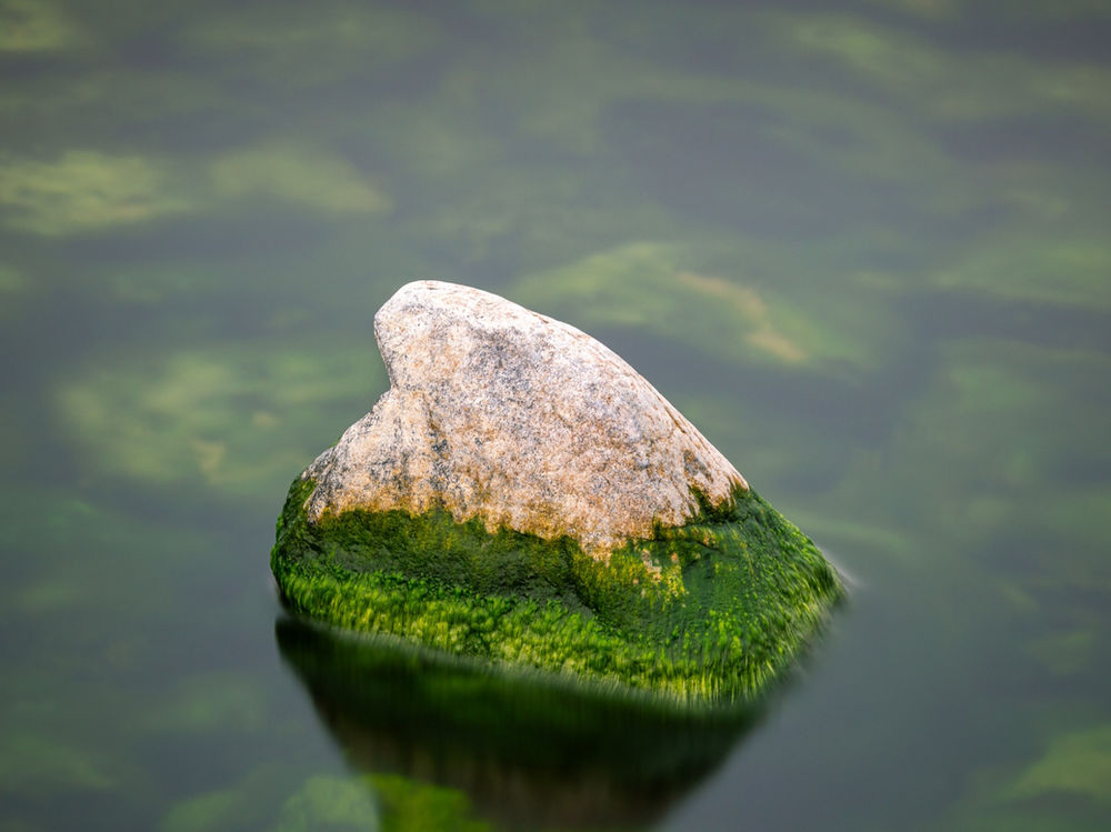 How do algae affect water quality?