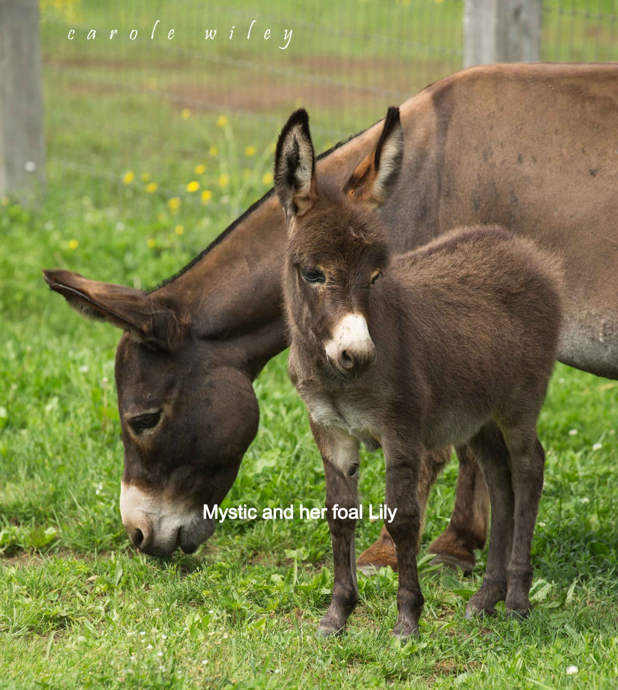 Unexpected Benefits of Raising Donkeys