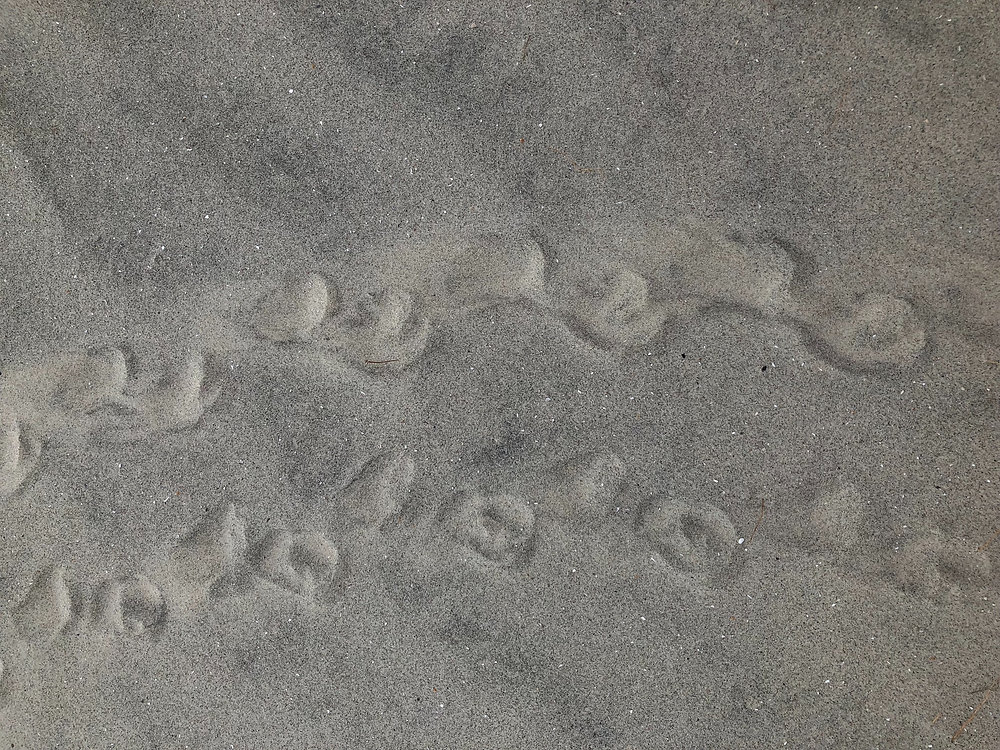 Promised pics of terrapin nest