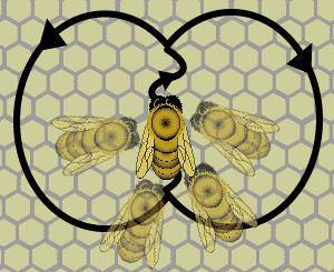 ¿Cómo se comunican las abejas? | Aurelio Páez