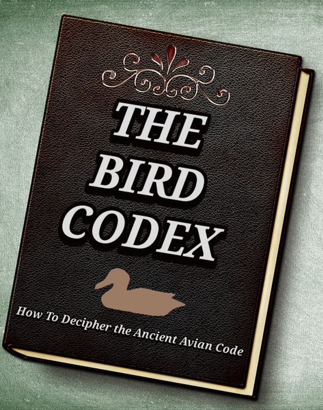 How to Use Bird Codes | Deciphering the Bird Codex