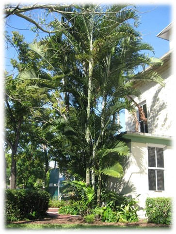 Dypsis cabadae/Cabada Palm