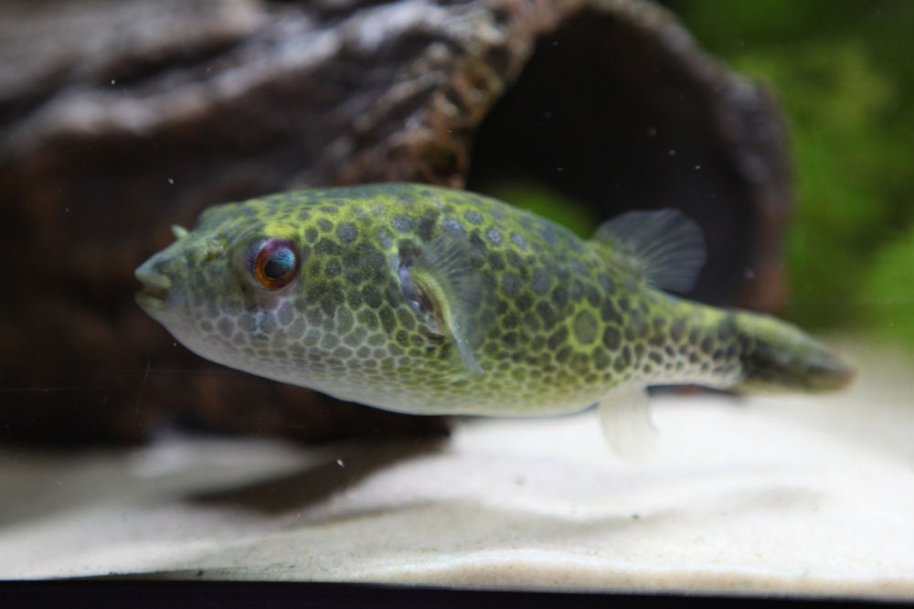 Pao Turgidus Pufferfish Care Sheet