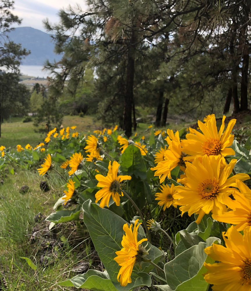 Blooming Balsamroot