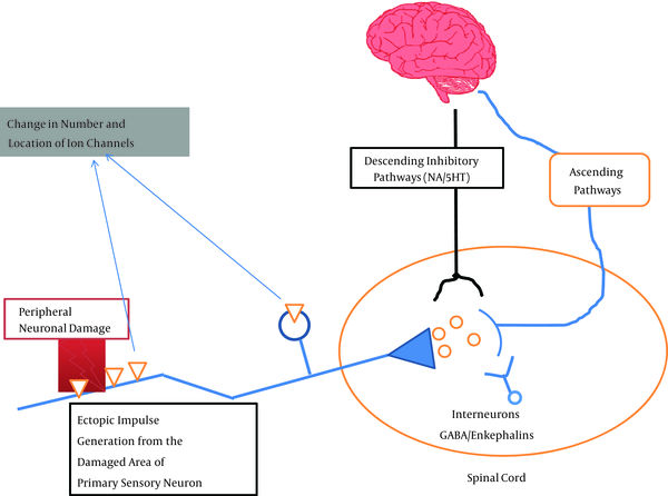 Neuro Pain Pathway