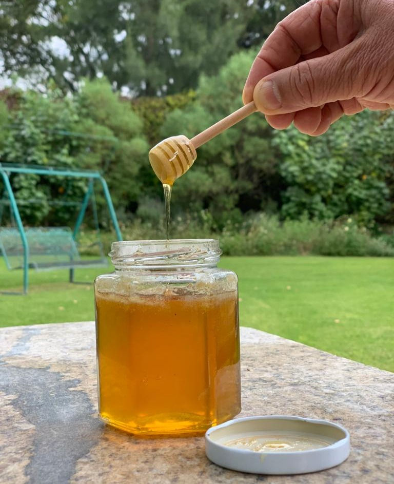 Nuestra primera cosecha de miel