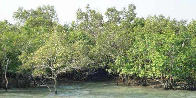 Australian Mangroves and why they are so important