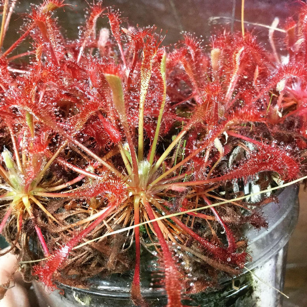 Drosera affinis: An African Gem