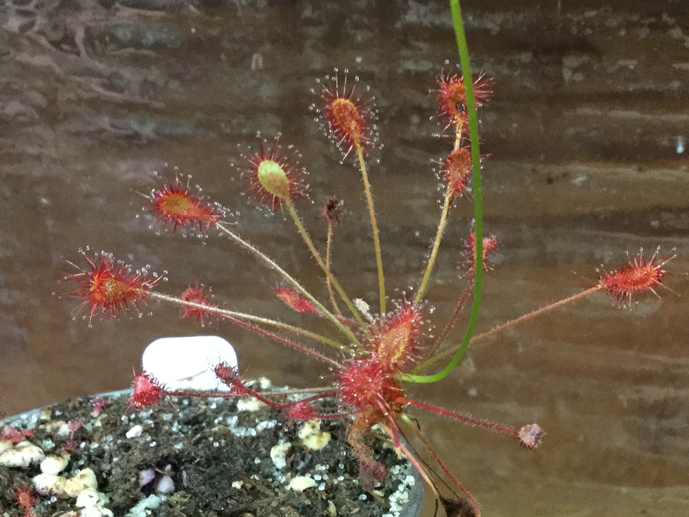 Drosera affinis: An African Gem
