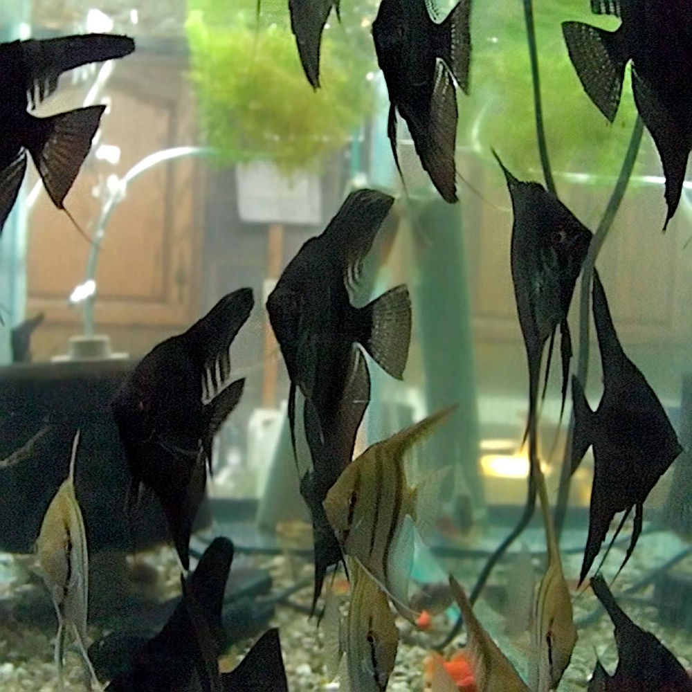 DAPHNIA & FISH FS for delivery to the February 1, 2020 PVAS meeting ...