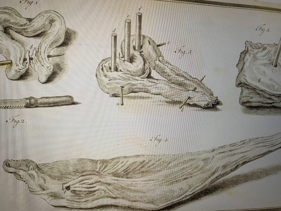 Sturgeon Isinglass: From Bookmaking to Breweries