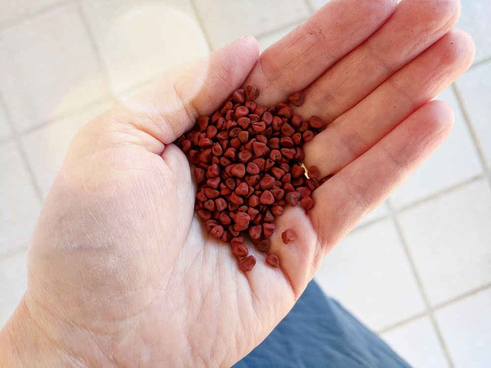 Annatto ~ Getting Started