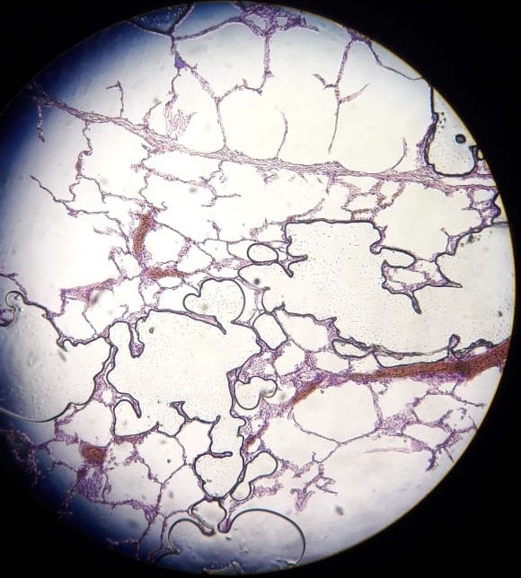 Imágenes de laminillas | Elysium