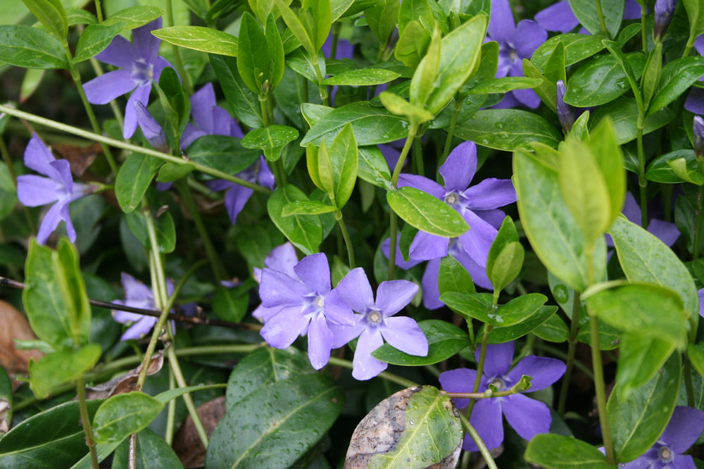 Vinca minor | Garðaflóra