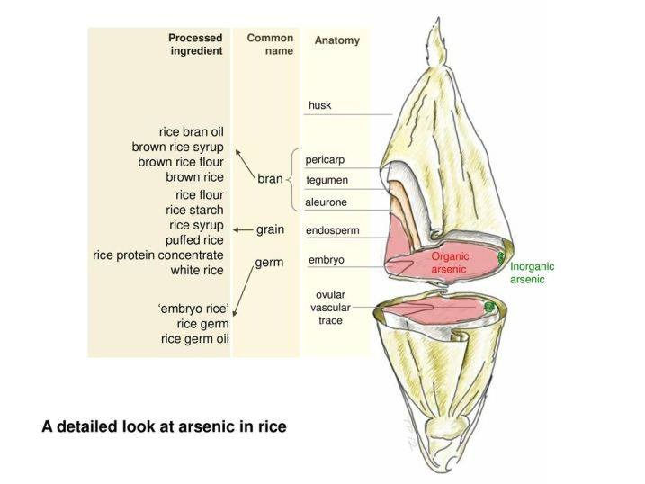 Giải phẫu hạt thóc của lúa gạo | Mysite