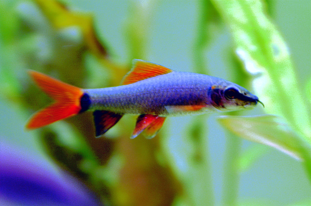 GloFish Shark Care Guide | GloFish Care Guide Series Ep. 5 | Rainbow Sharks