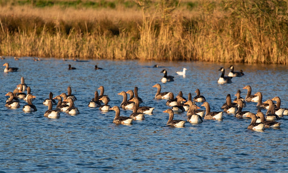 Imagined Boundaries: Waterfowl Migration and Human Intervention in the ...