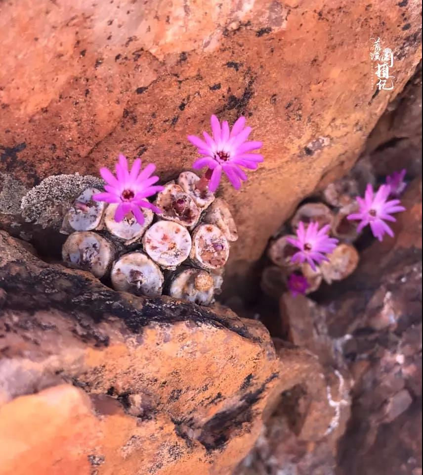 肉锥之一金币Conophytum bachelorum | 南非百事通