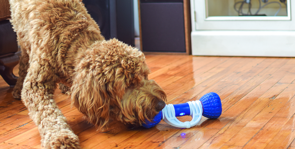 GoBone Interactive Dog Toy – App-Enabled Smart Bone for Dogs and Puppies