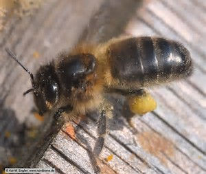 Comparando los diferentes tipos de abejas La Abeja Alemana – Parte II ...