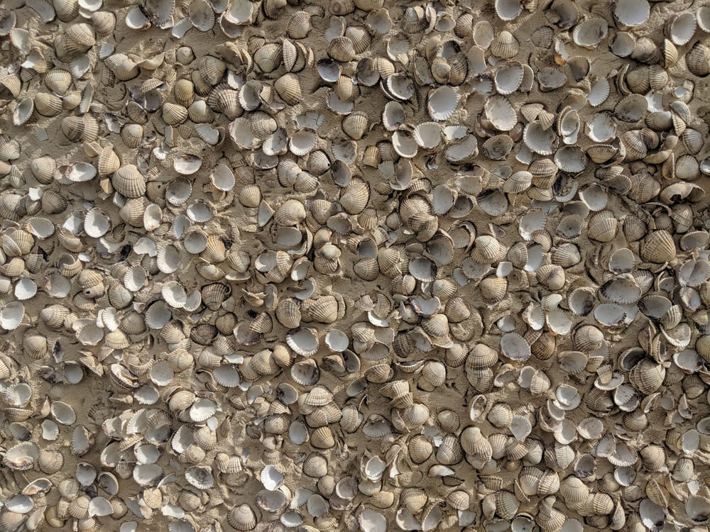 Cockle shell finish on the Fitzwilliam College Master's Lodge