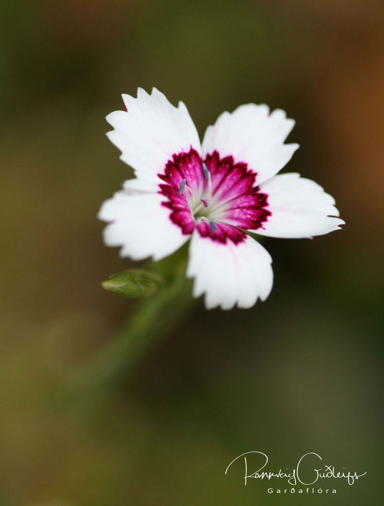 Dianthus deltoides ' Arctic Fire' | Gardening in Iceland