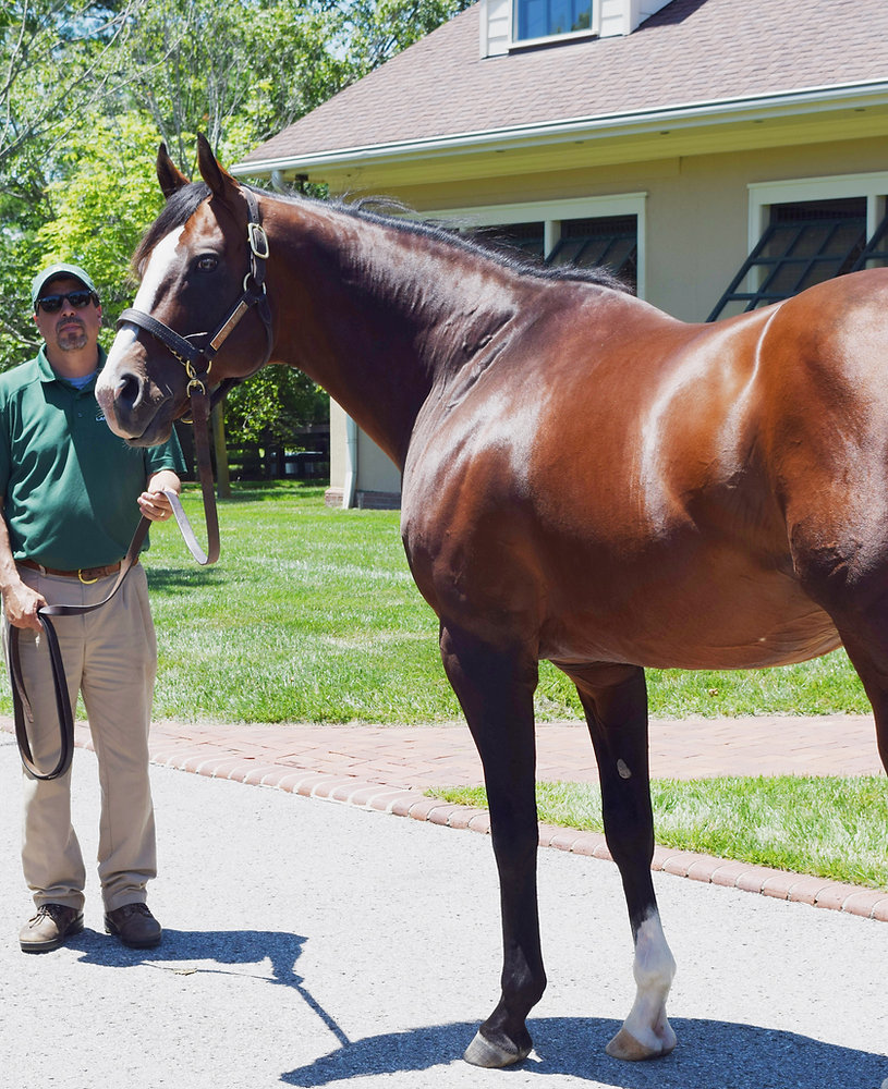 Union Rags: The Horse Who Made Me Love Racing