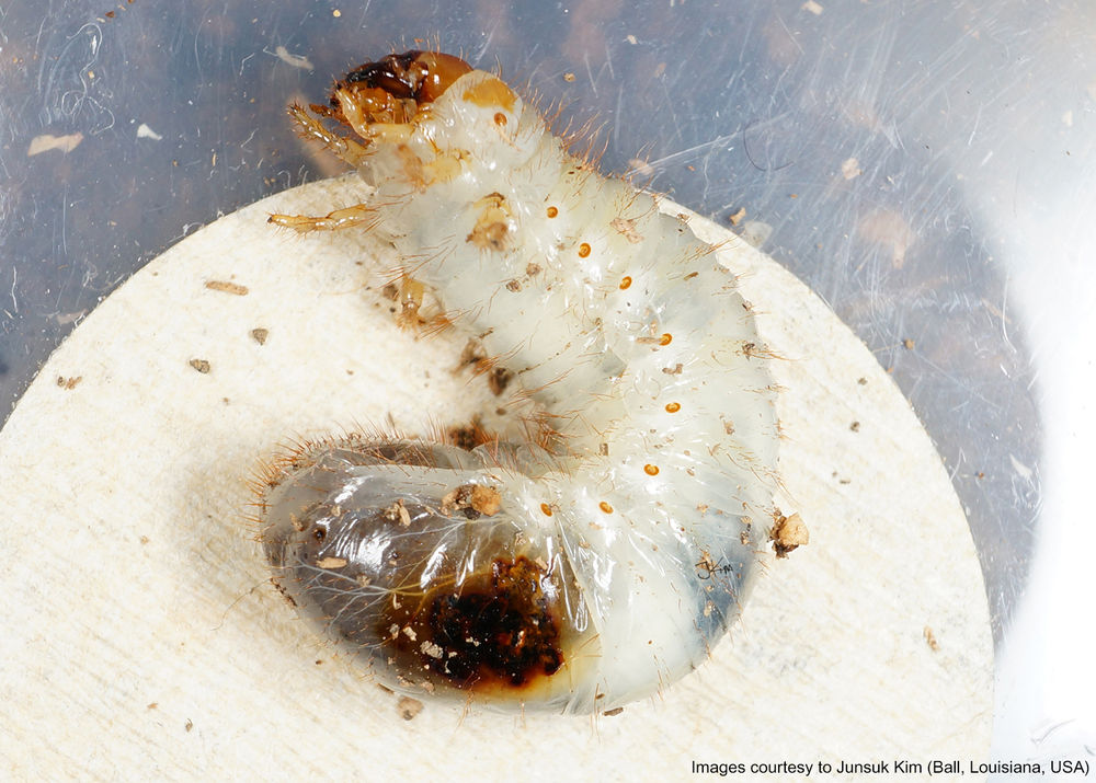 [Breeding] The Black Spots on Larvae | IB EXOTIC