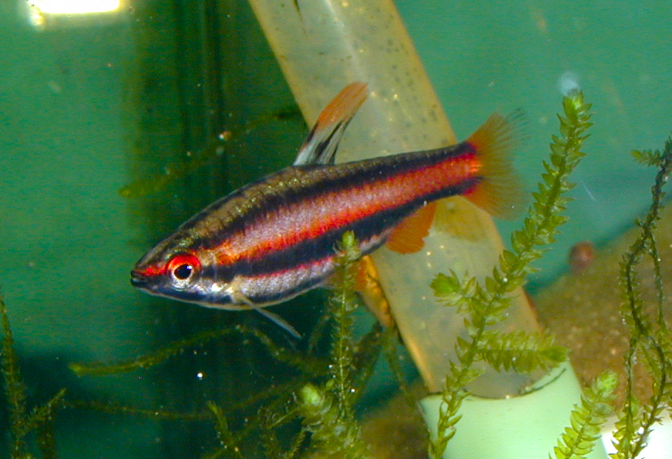 Nannastomus Mortenthaleri -- the “Coral Red” Pencil Fish
