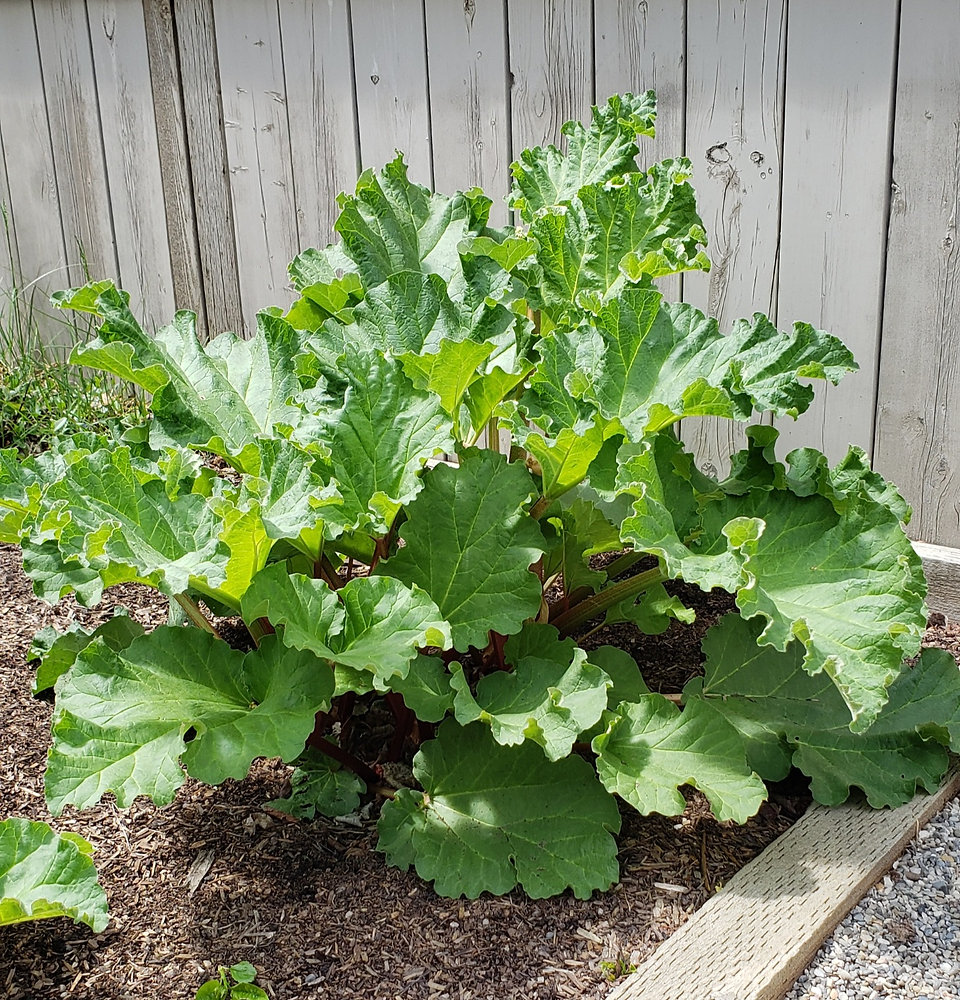 Rhubarb: The Pie Fruit