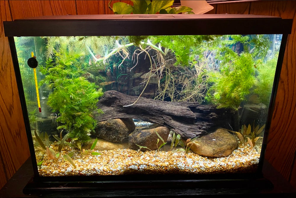 Spawning Report: Elassoma Okefenokee (Okefenokee Pygmy Sunfish ...