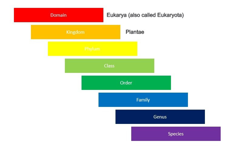 Introduction to Plant Taxonomy: Part 2, Kingdom