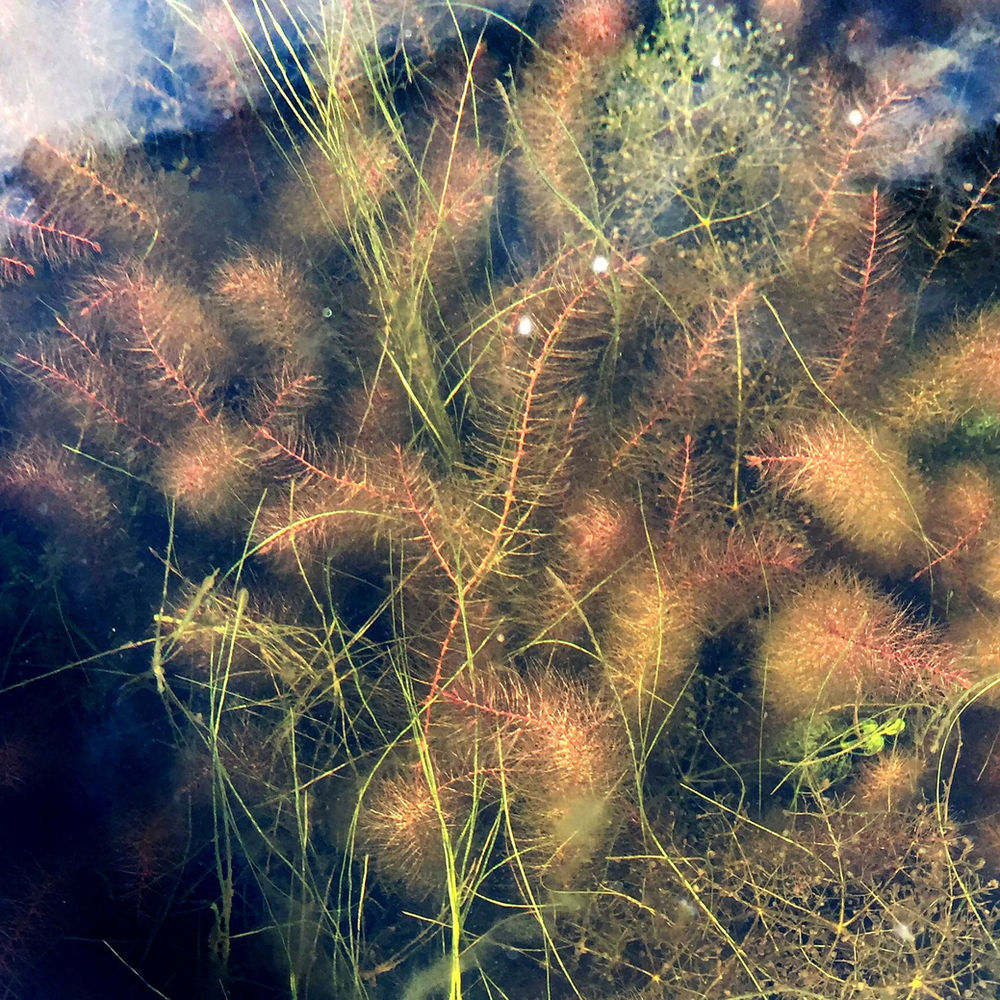 Native Milfoil (Myriophyllum spp)