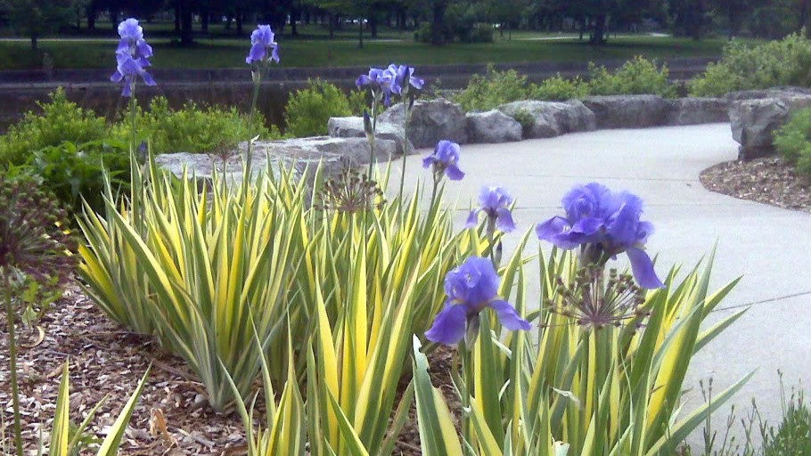 Iris pallida 'Variegata'
