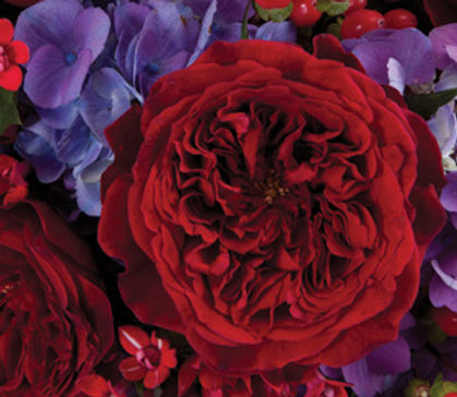 Garden Roses from All Over: An International Blend