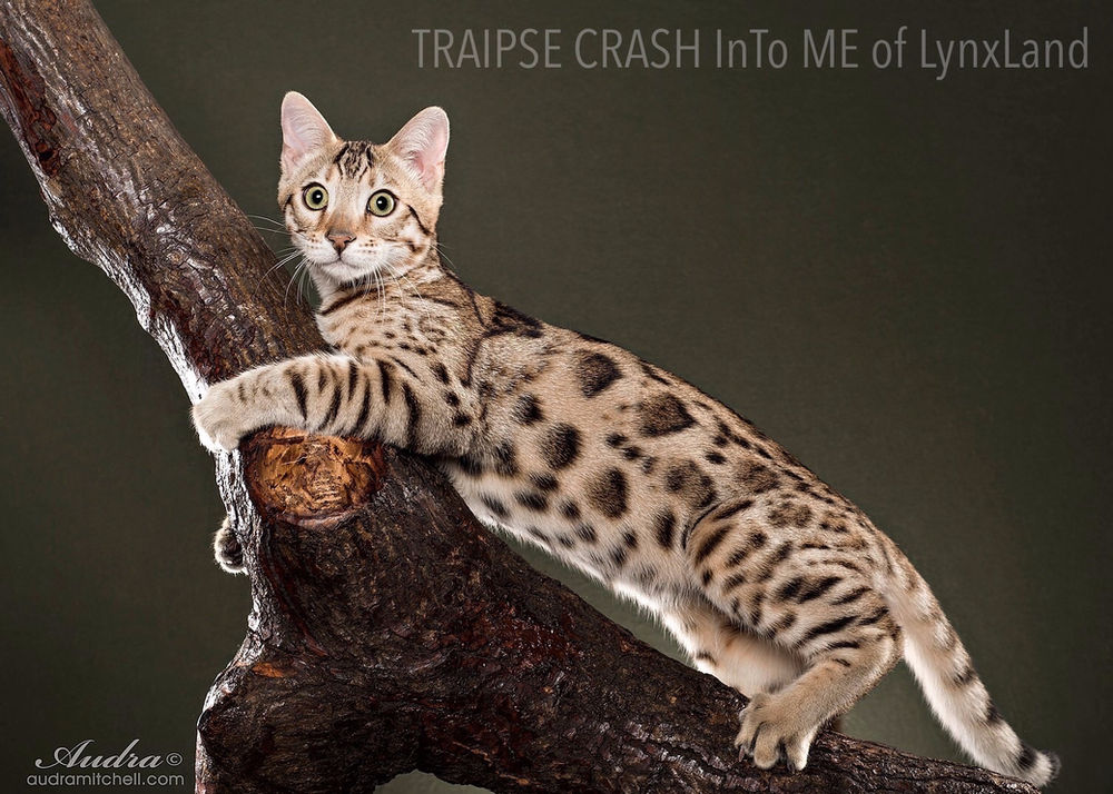 Bengal Breed Standard by TICA BENGAL BREED GROUP (BG/BGL)