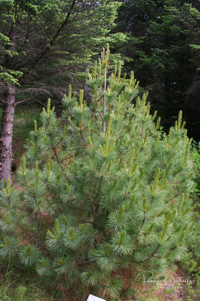 Pinus pumila | Garðaflóra