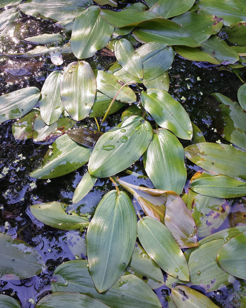 Floating Pondweed (Potamogeton natans)