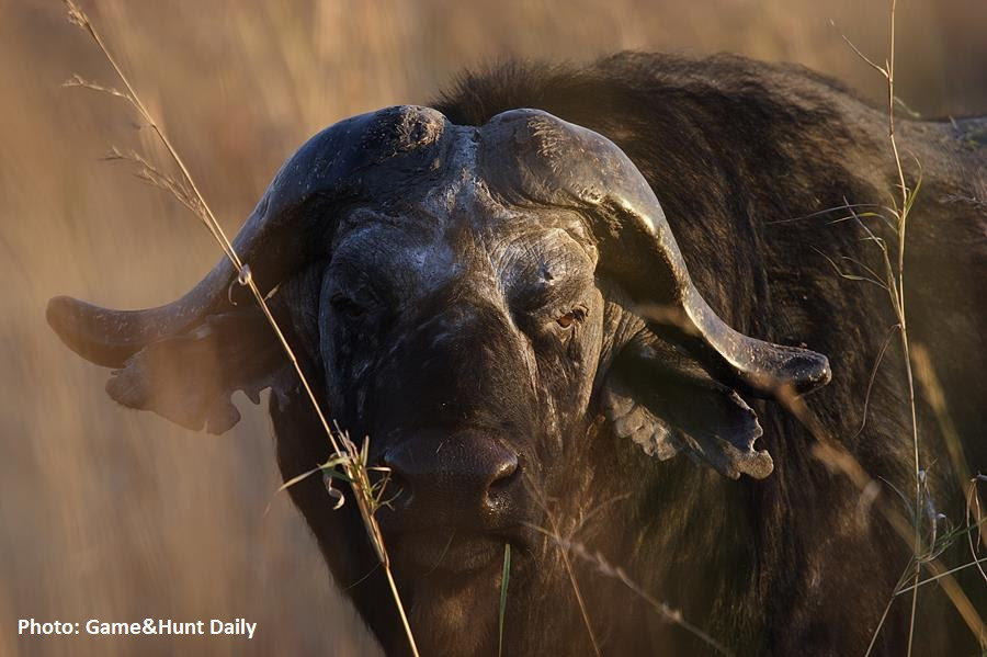 HUnting Cape Buffalo