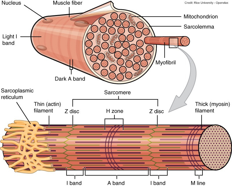 STRENGTH TRAINING – MUSCLE ANATOMY
