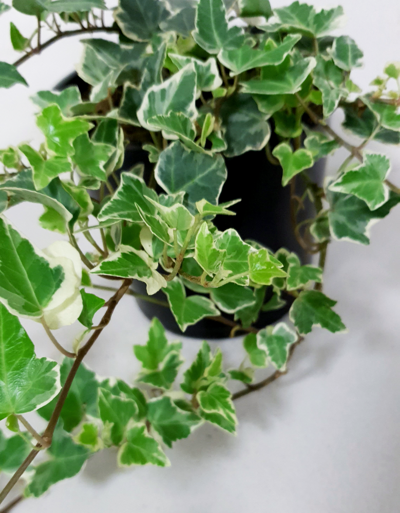 How to grow and care Hedera helix Variegata - English Ivy Variegated