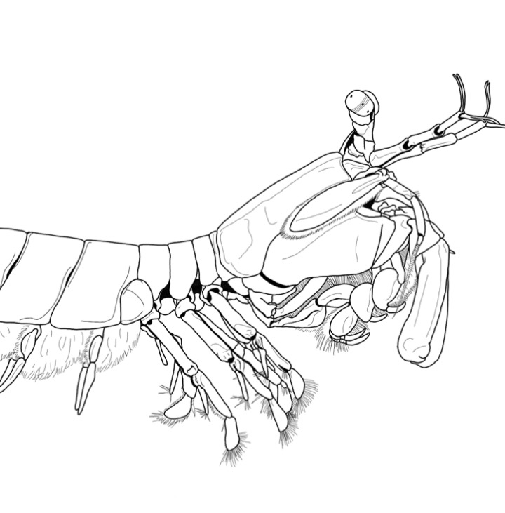 New #CoBioArt Post - Learn about the Mantis Shrimp