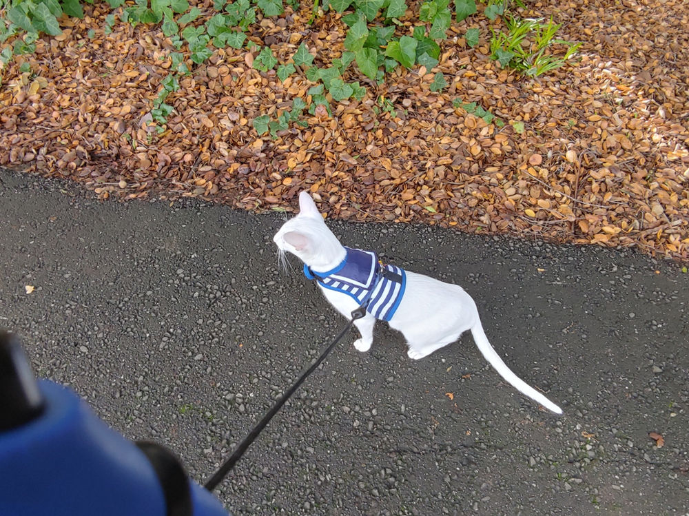 Diary of a Cat Walker, #30