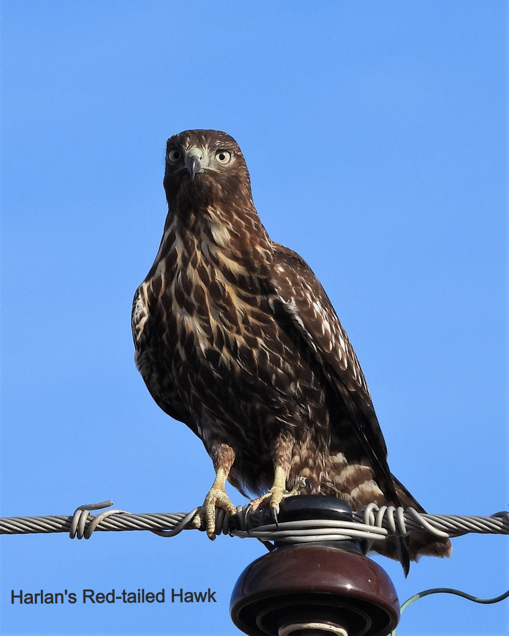 Birding | Texas Panhandle Bird Nerd | Birdwatching Amarillo