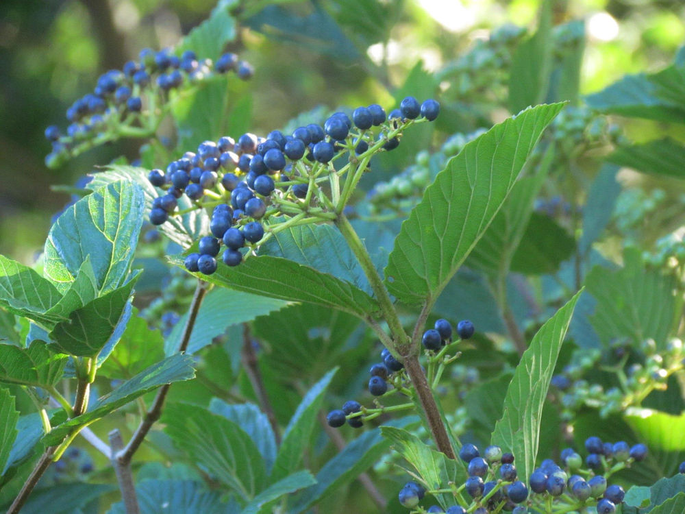 Native Plant ID | KMS Native Plants