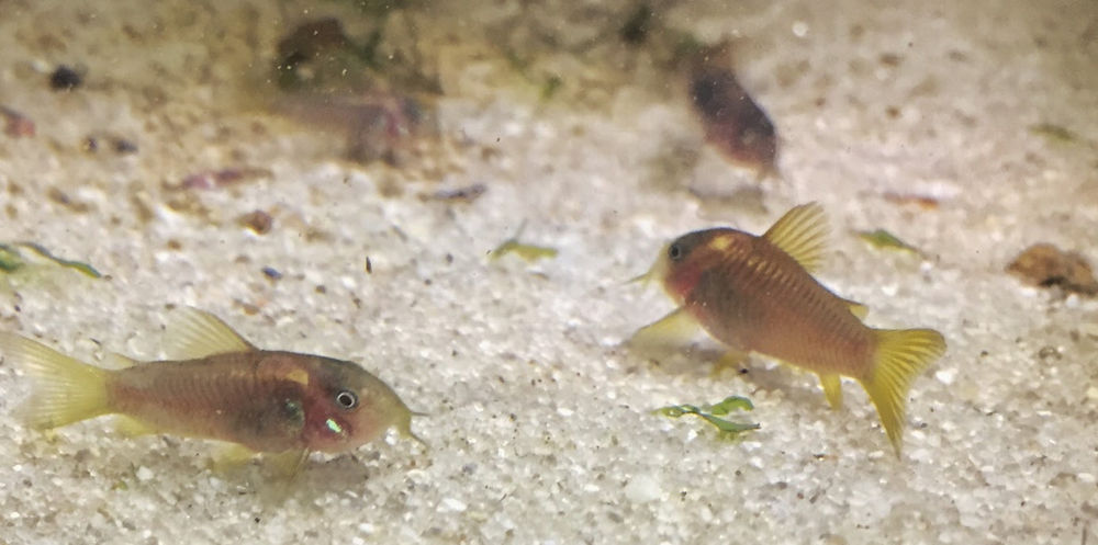 Fish and scuds for delivery to November 2 meeting | Potomac Valley Aquar