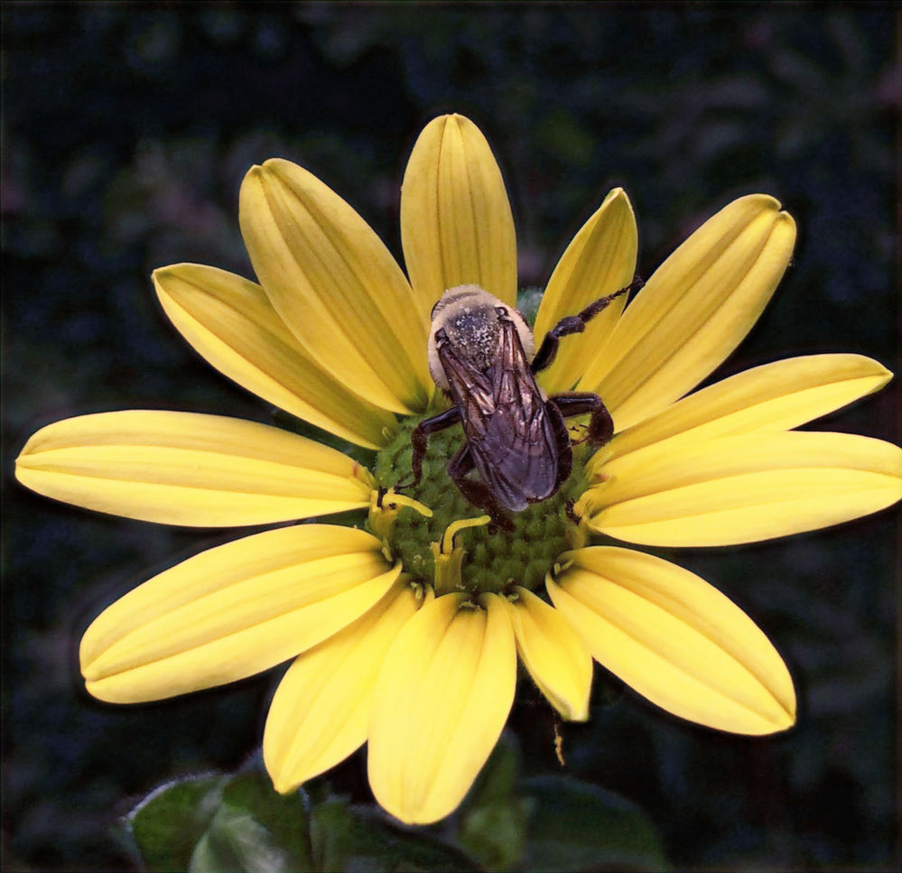 Species Spotlight: Hibiscus bee/Ptilothrix bombiformis