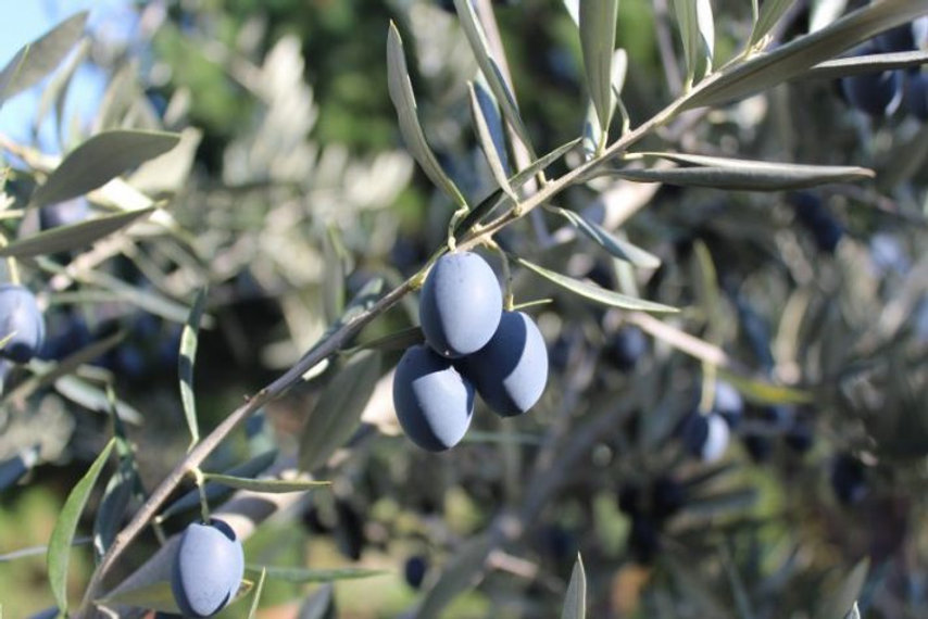 Our olive varieties